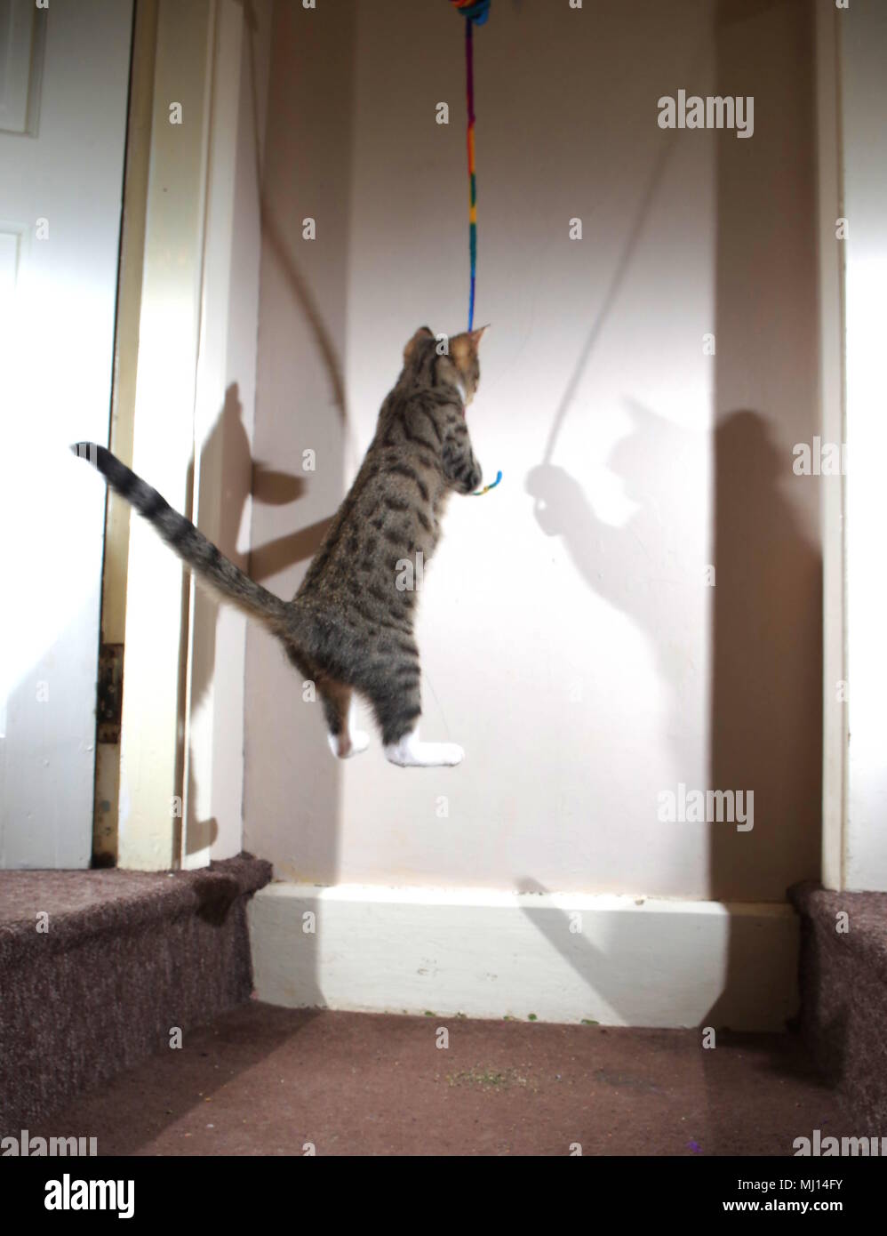 Tabby cat jumping with shadow Stock Photo - Alamy
