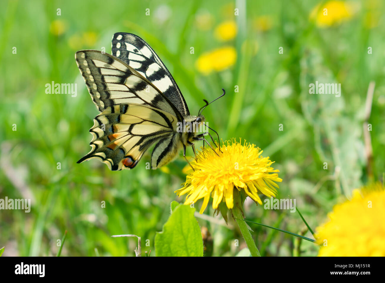 Swallowtail Butterfly (Papilio machaon Stock Photo - Alamy