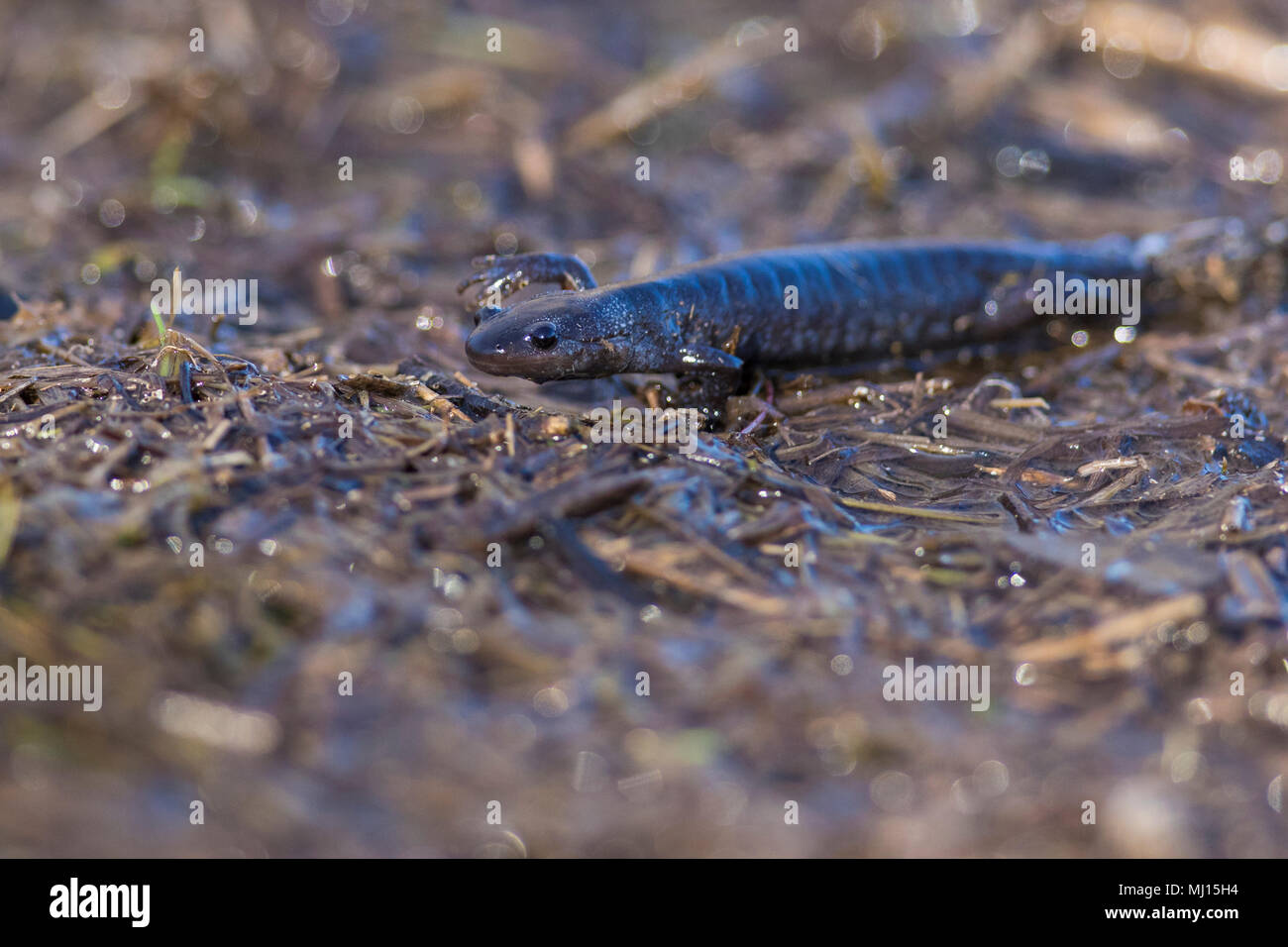 blue-spotted salamander (Ambystoma laterale Stock Photo - Alamy