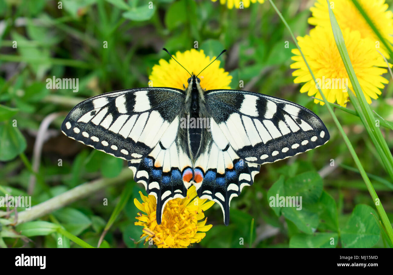 Swallowtail Butterfly (Papilio machaon Stock Photo - Alamy