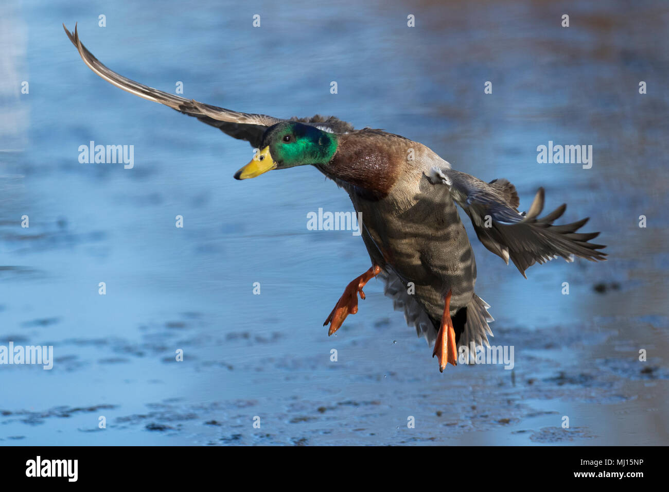 Mallard drake in flight Stock Photo - Alamy