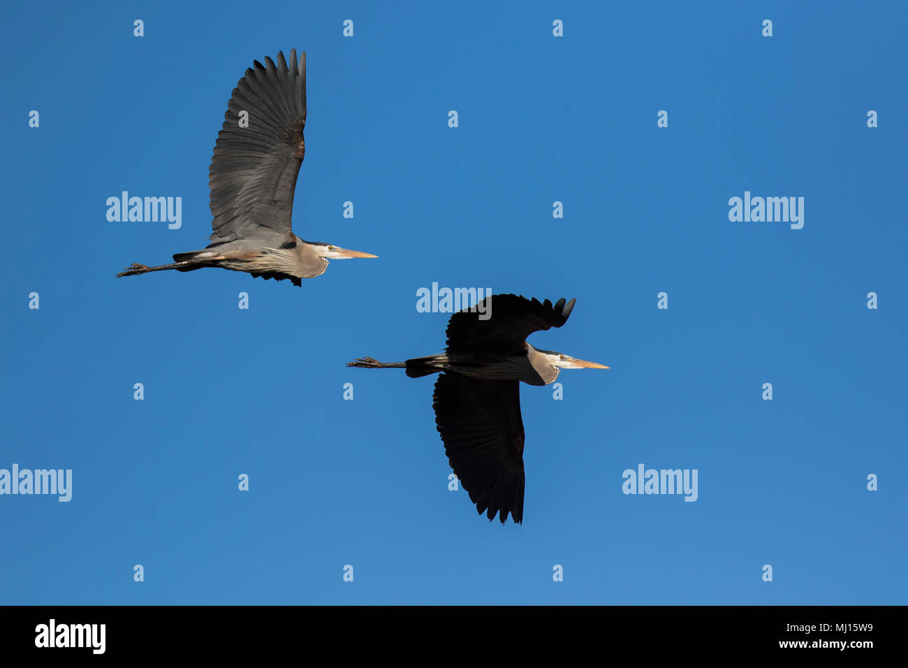 Great blue herons in flight Stock Photo - Alamy