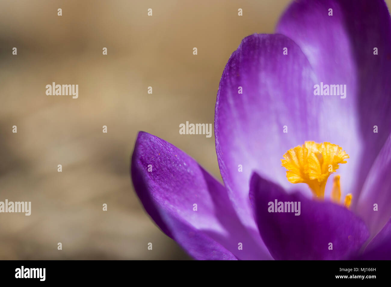 purple crocus detail Stock Photo - Alamy