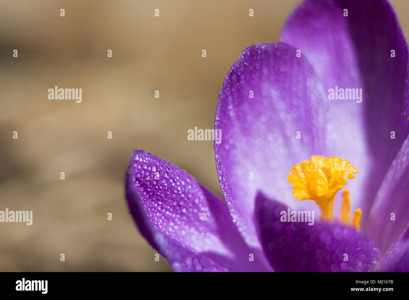 Crocus detail hi-res stock photography and images - Alamy