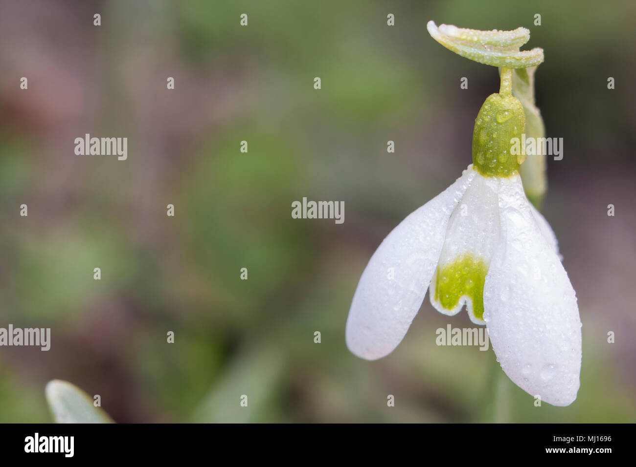snow drops detail Stock Photo - Alamy