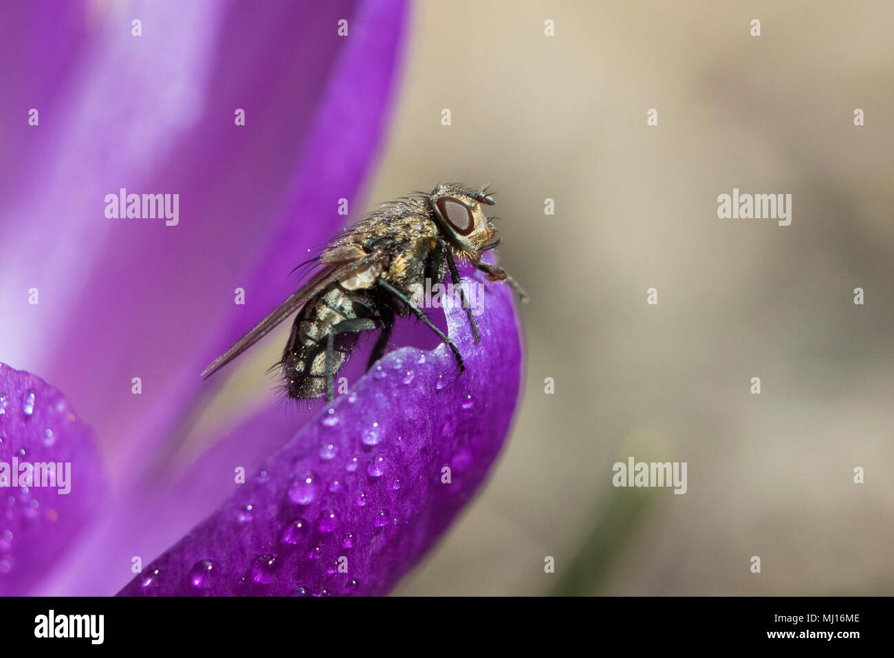 Drinking dew hi-res stock photography and images - Alamy