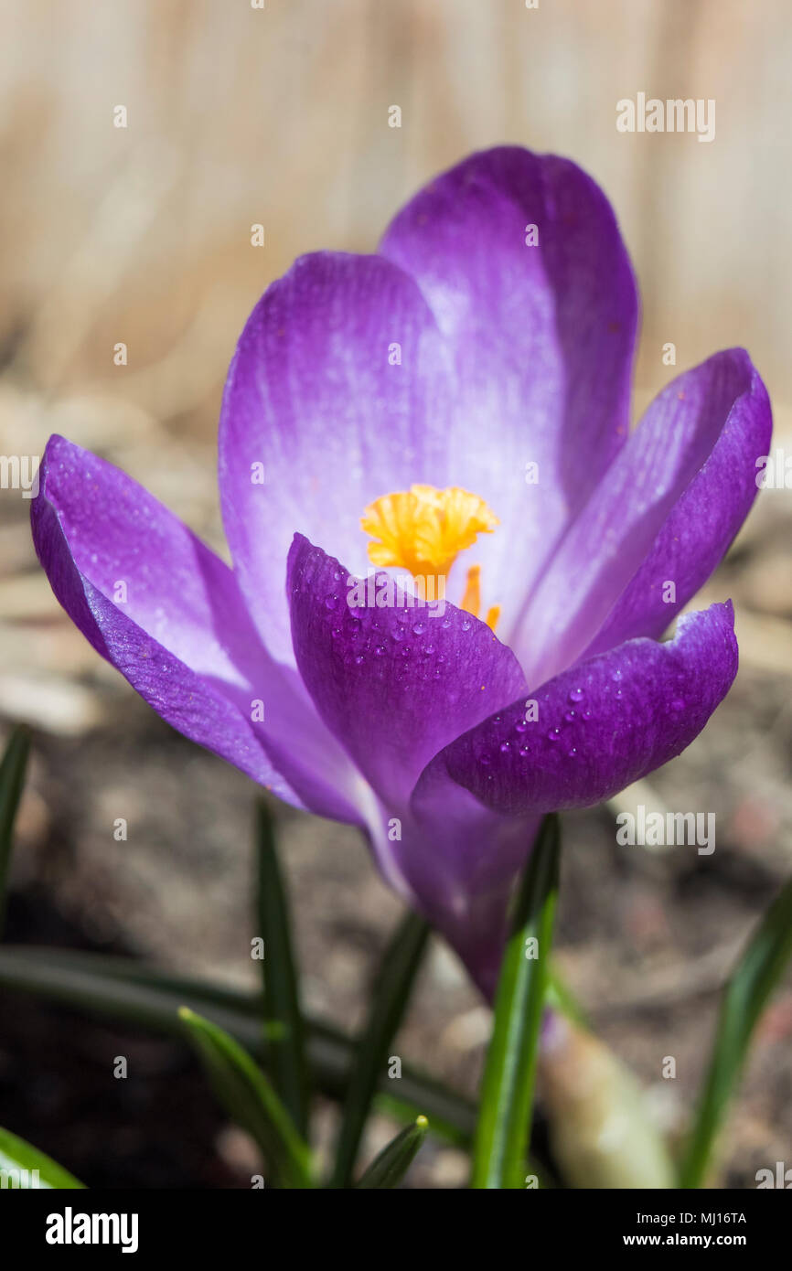 purple crocus detail Stock Photo - Alamy
