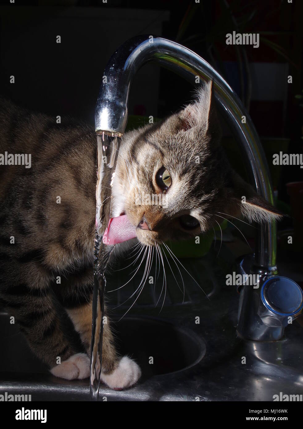 Drinking from the tap hi-res stock photography and images - Alamy