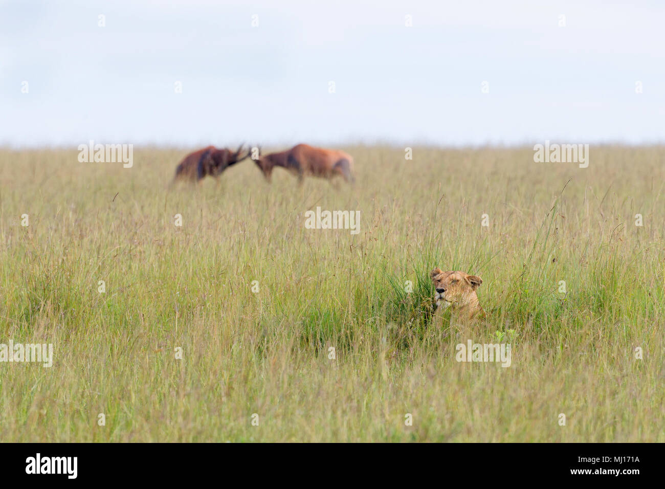 A Lioness on the lookout as a pair of Topi lock horns in the distance ...