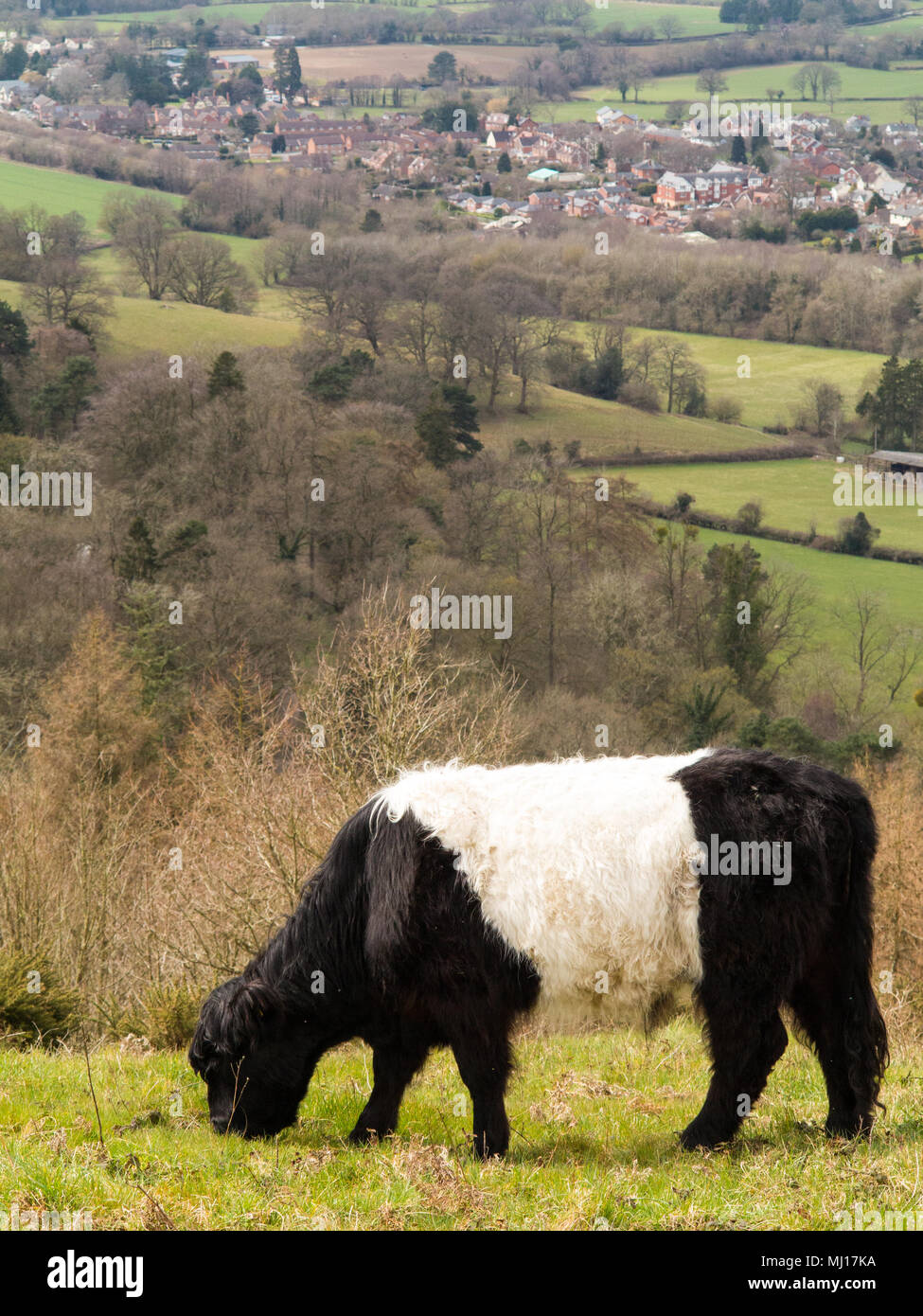 Belted Galloway cows grazing on the Malvern hills on the Worcestershire ...
