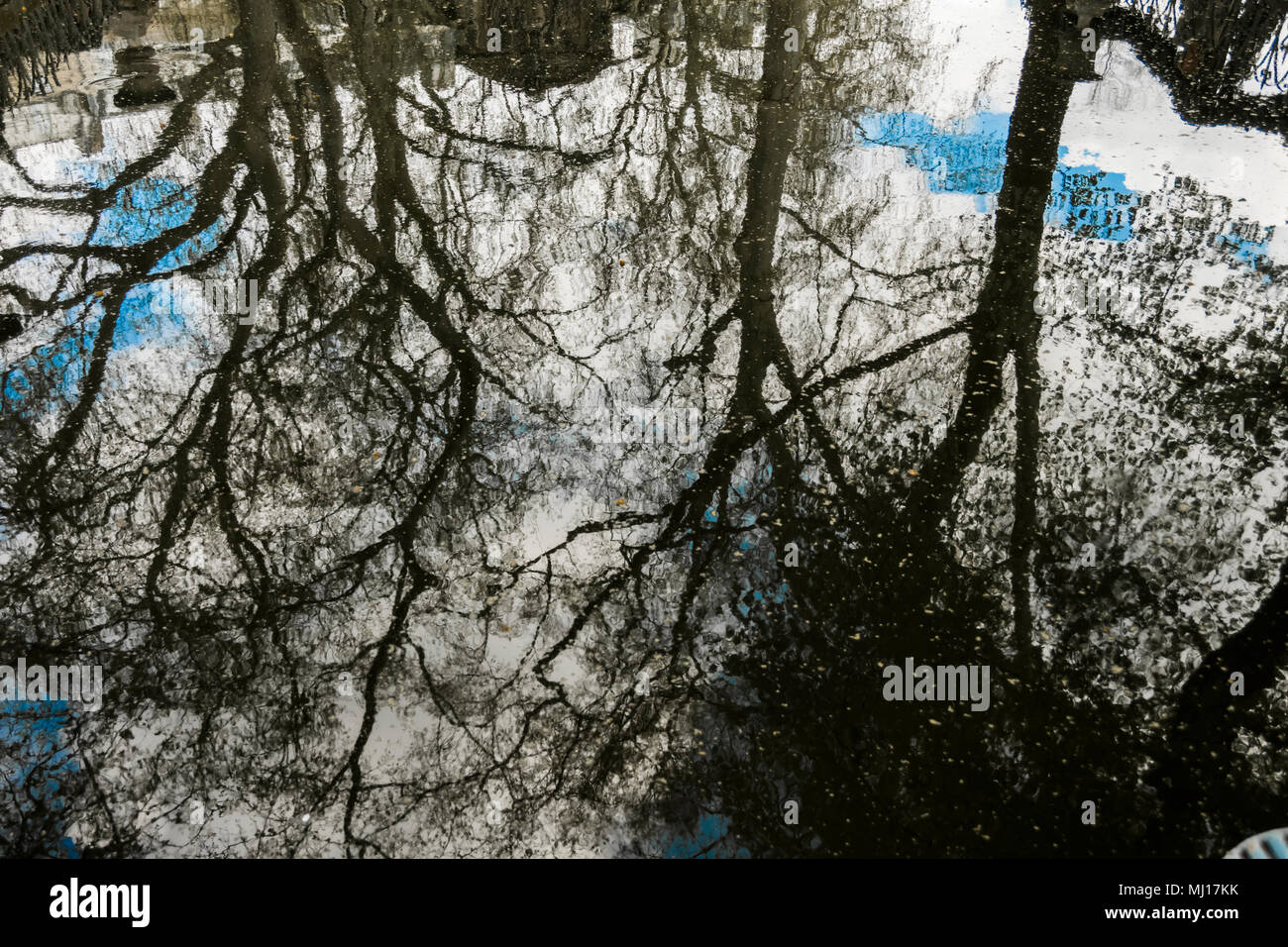 Tree reflection in water Stock Photo - Alamy