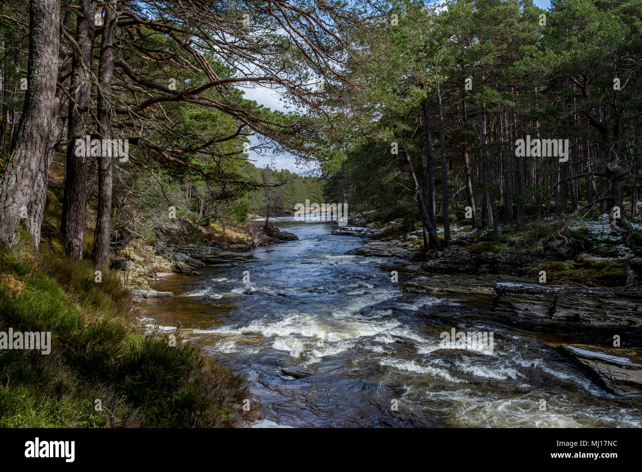 Trees overhanging river hi-res stock photography and images - Alamy