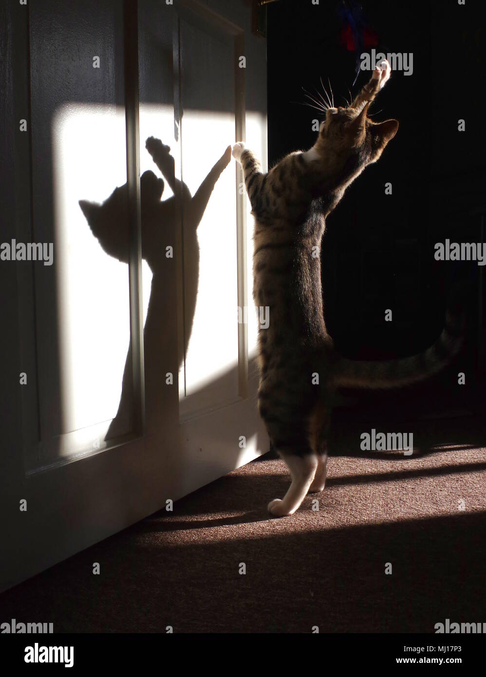 Dancing tabby cat hi-res stock photography and images - Alamy