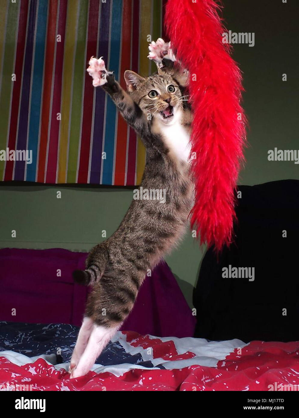 Dancing tabby cat hi-res stock photography and images - Alamy