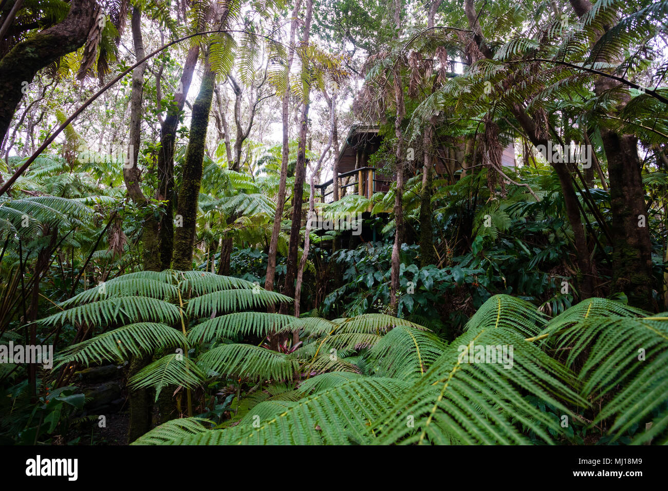 Hawaii Rainforest Treehouse Detail Stock Photo - Alamy