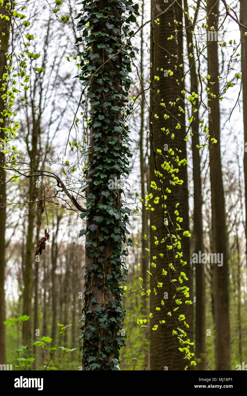 Climbing ivy on trees hi-res stock photography and images - Alamy