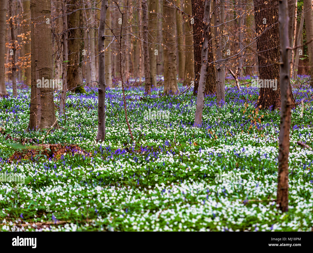 Blue bells flowers in Hallerbos, a beech forest in Belgium Stock Photo ...