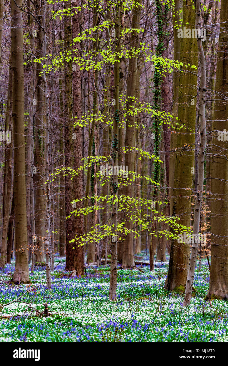 Blue bells flowers in Hallerbos, a beech forest in Belgium Stock Photo ...