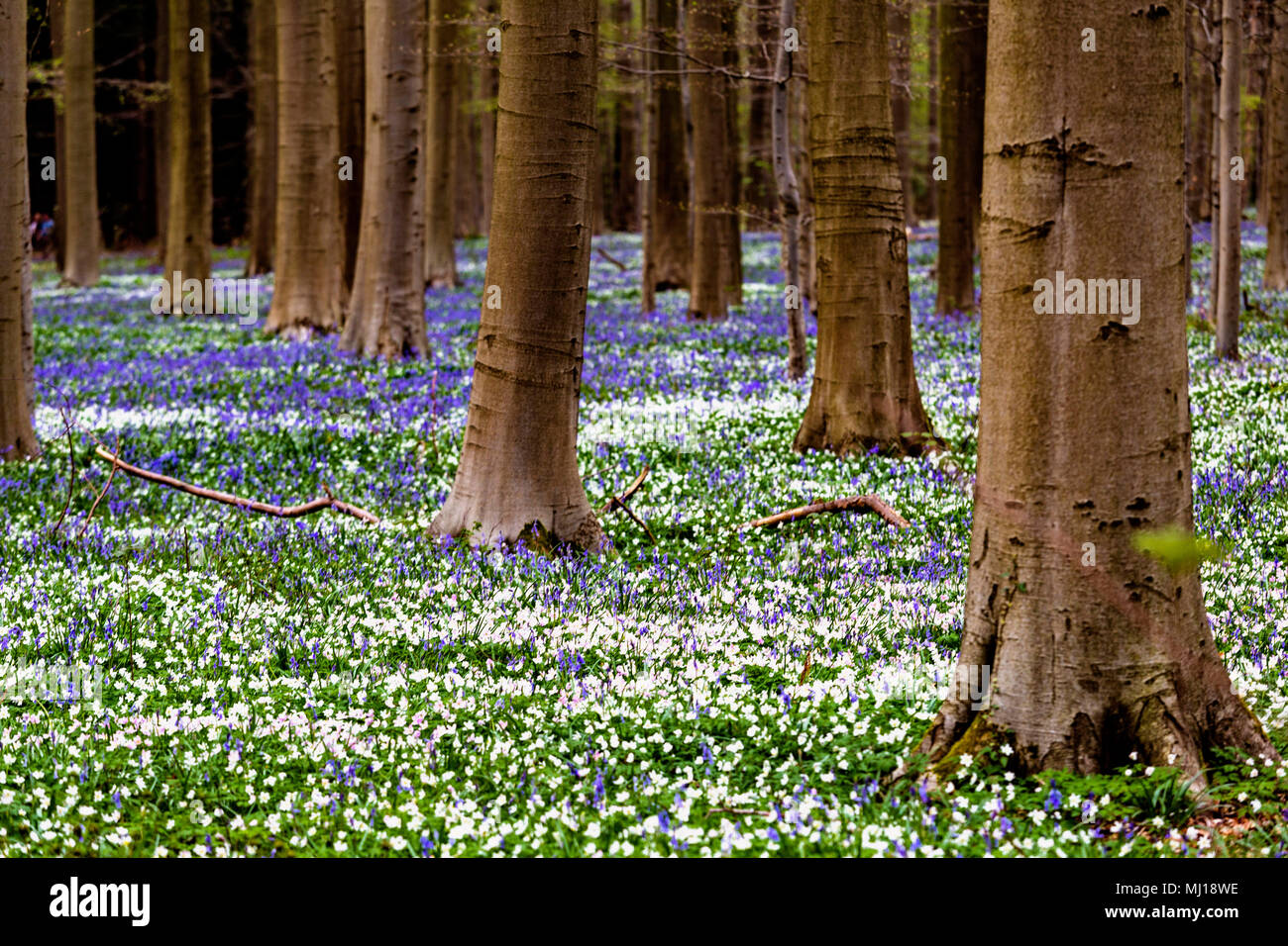 Blue bells flowers in Hallerbos, a beech forest in Belgium Stock Photo ...