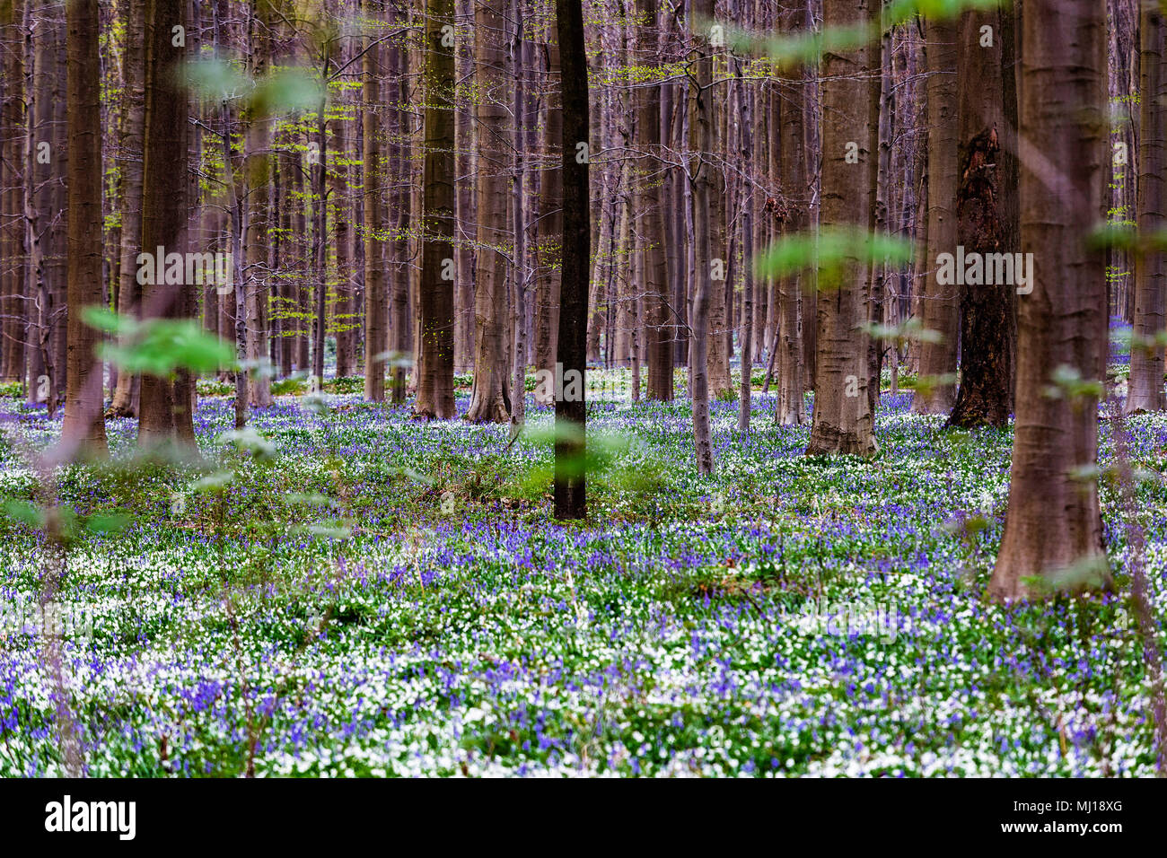 Blue bells flowers in Hallerbos, a beech forest in Belgium Stock Photo ...
