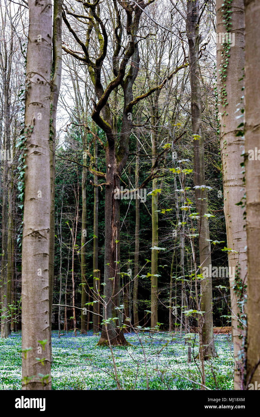 Old beech tree in Hallerbos, a beech forest in Belgium Stock Photo - Alamy