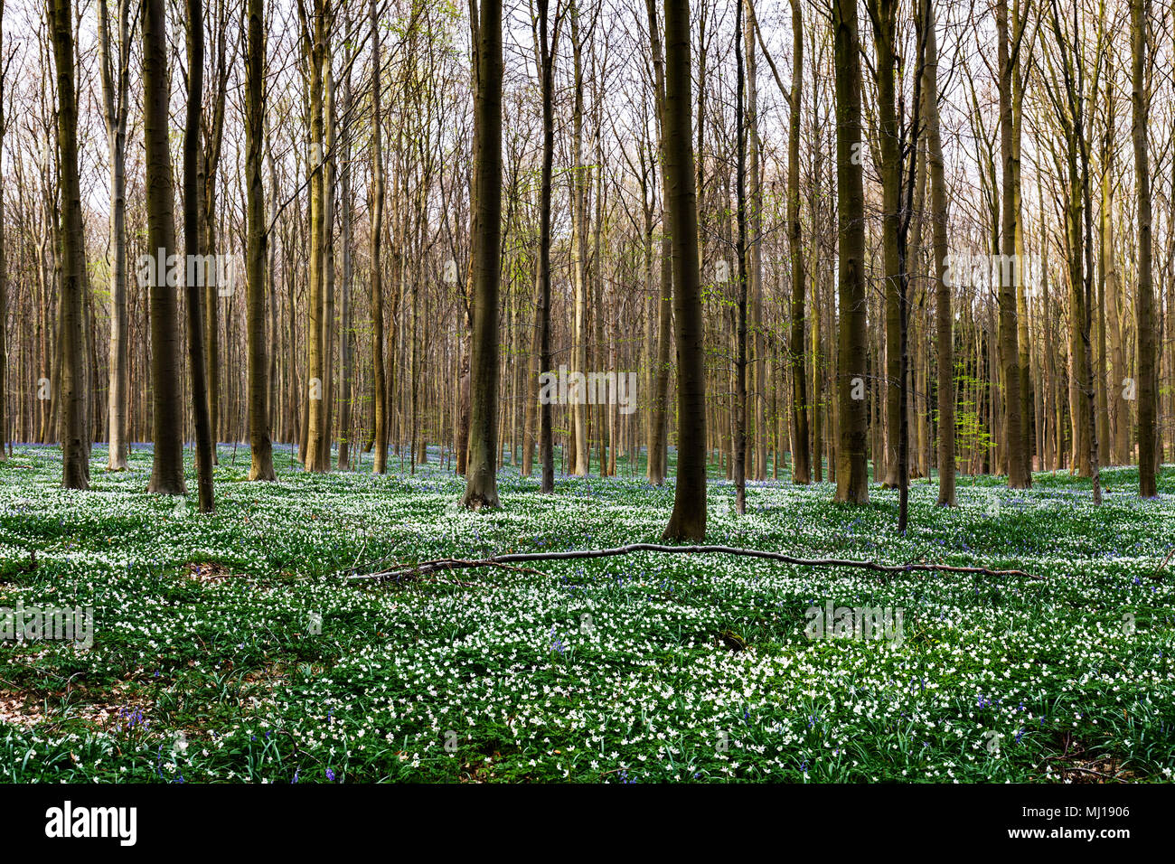 Hallerbos forest hi-res stock photography and images - Alamy