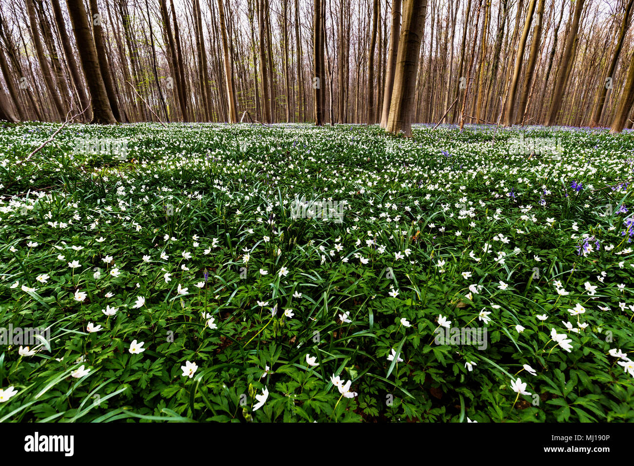White wood anemone flowers in Hallerbos forest, Belgium Stock Photo - Alamy