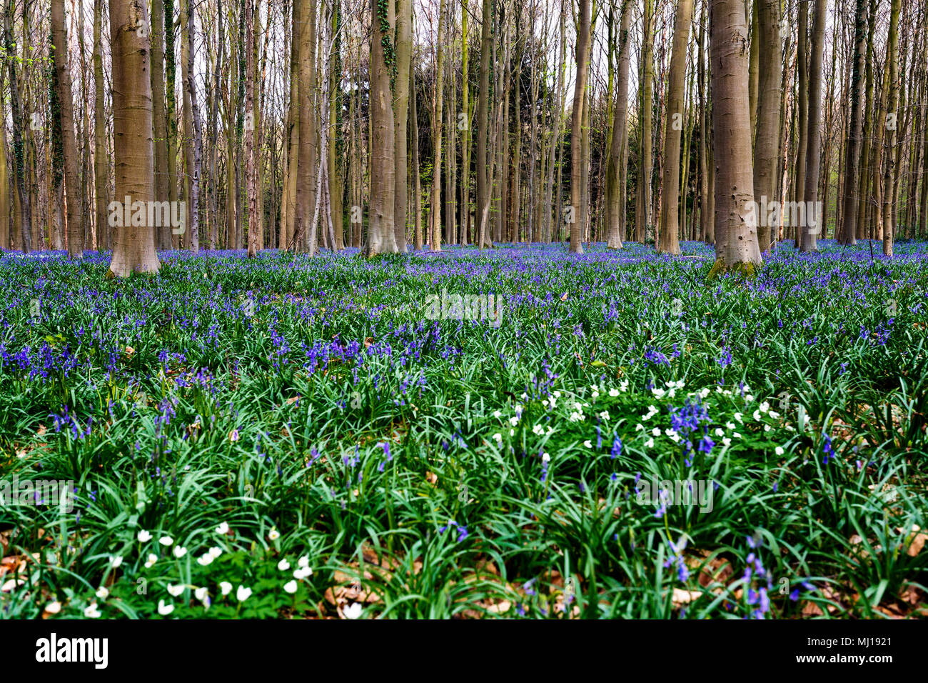 Blue bells flowers in Hallerbos, a beech forest in Belgium Stock Photo ...