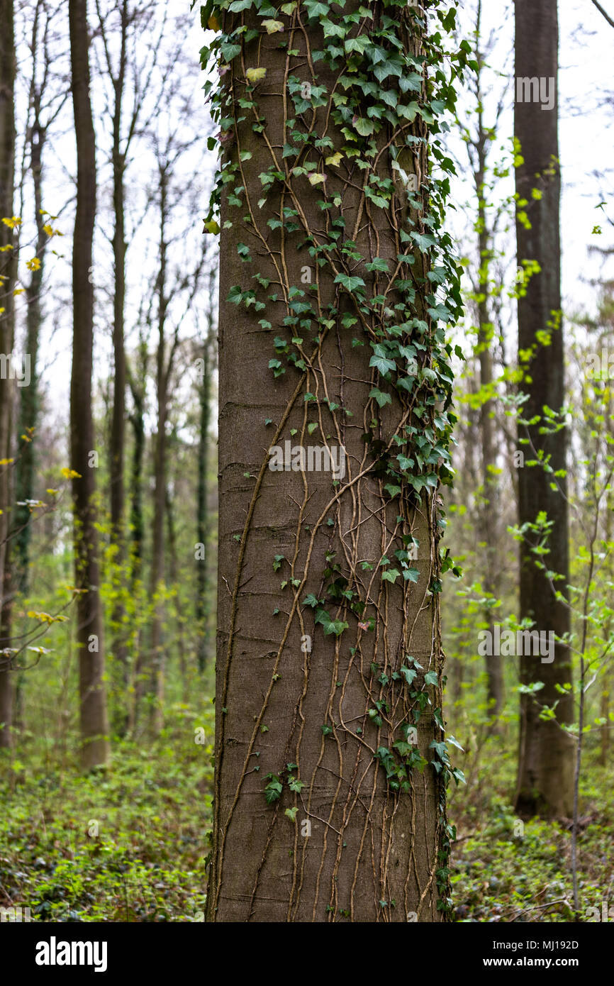Lush ivy tree trunk hi-res stock photography and images - Alamy