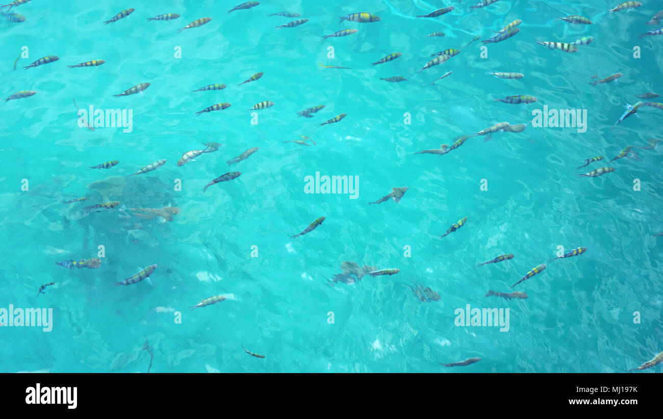 colorful swarm of reef fishes underwater in the ocean Stock Photo - Alamy