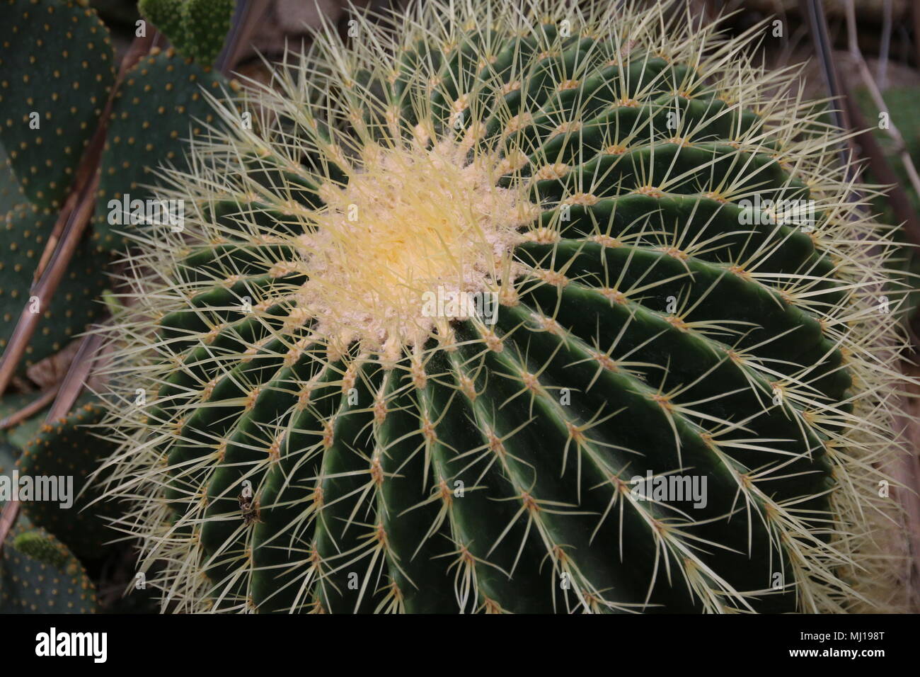 Tropical cactus hi-res stock photography and images - Alamy
