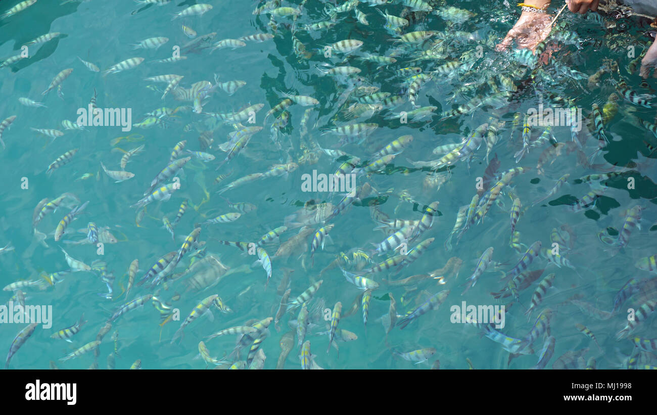 colorful swarm of reef fishes underwater in the ocean Stock Photo - Alamy