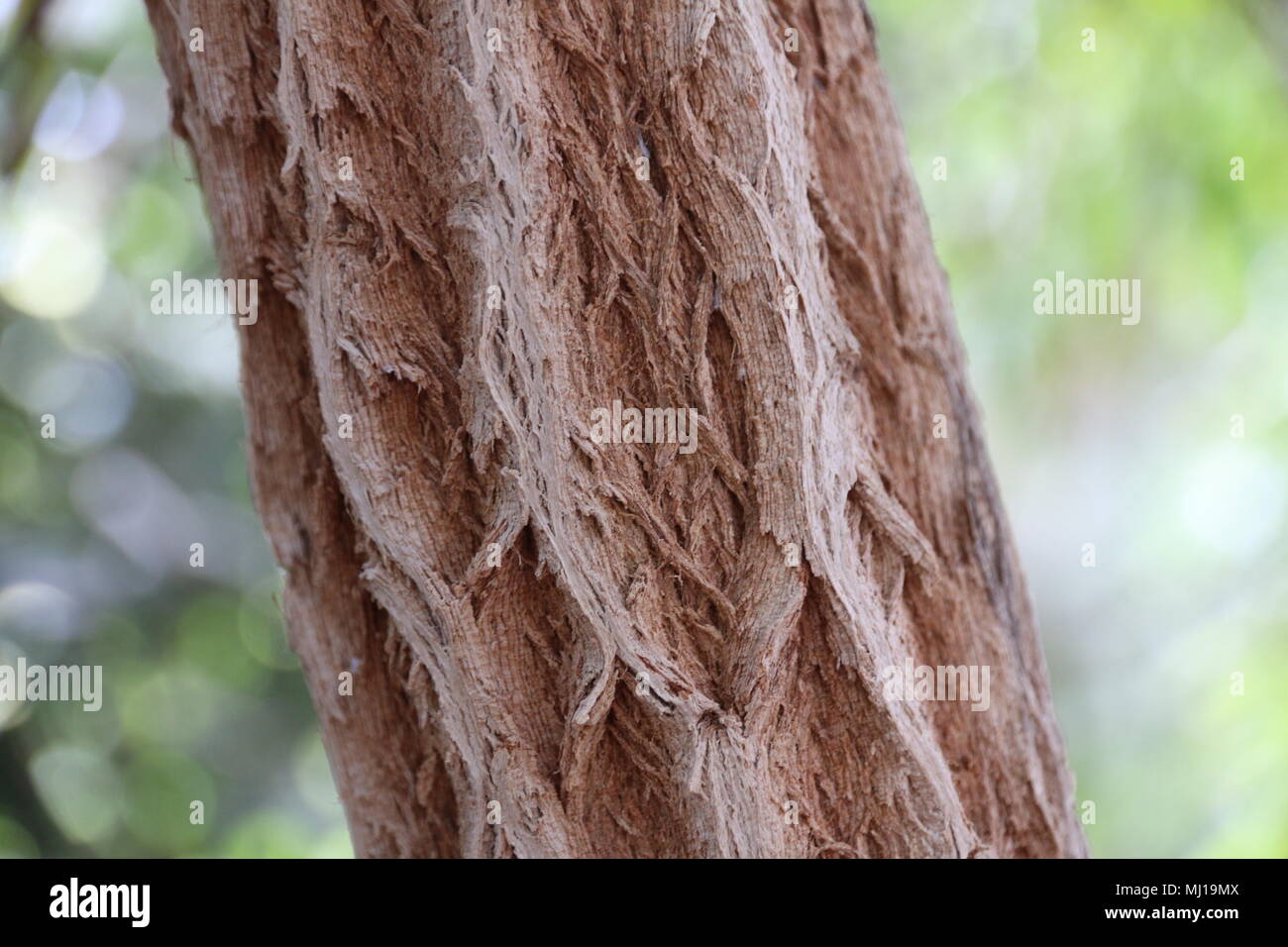 Tree trunk roots hi-res stock photography and images - Alamy