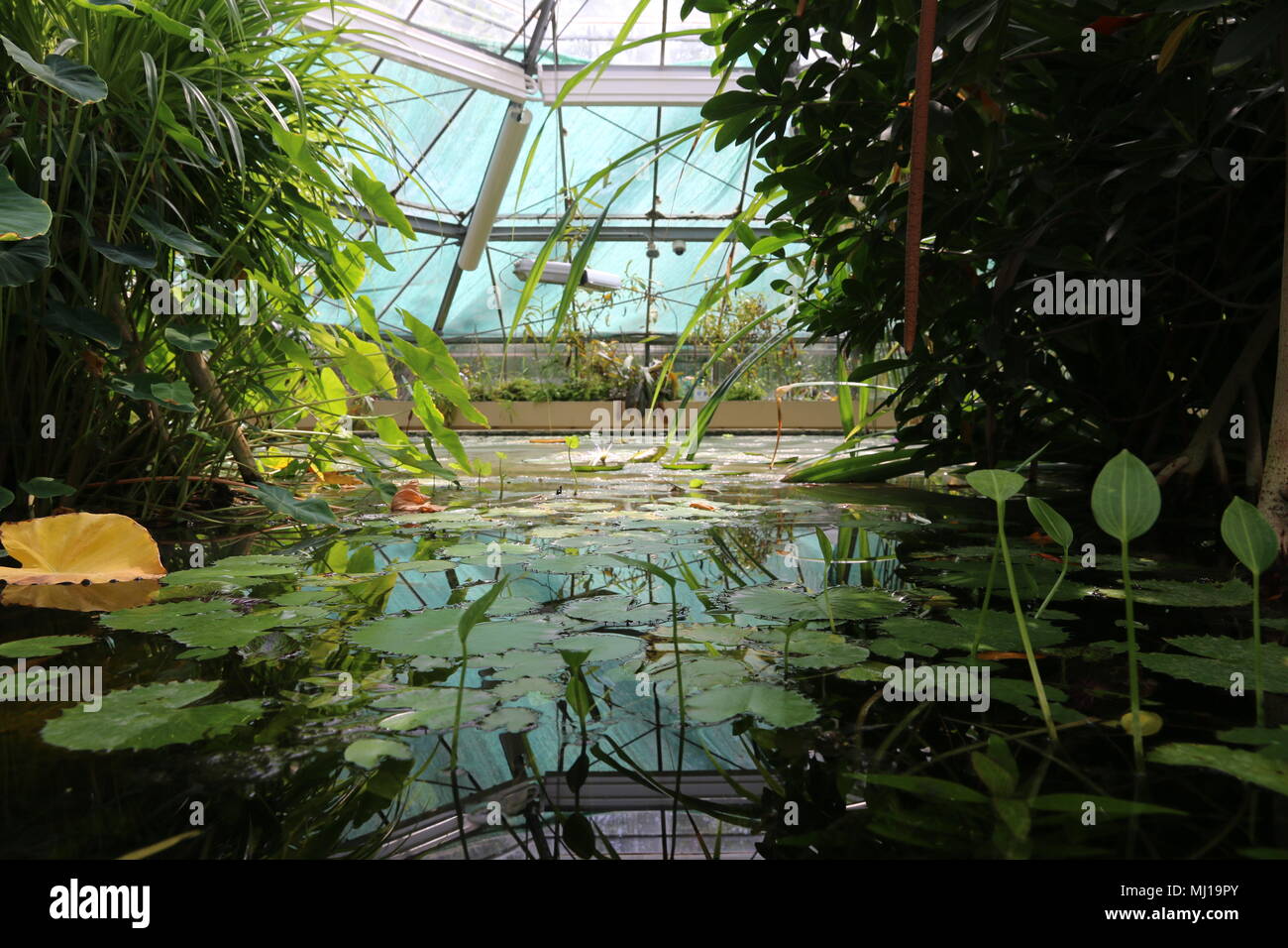 Floating big leaves Stock Photo - Alamy