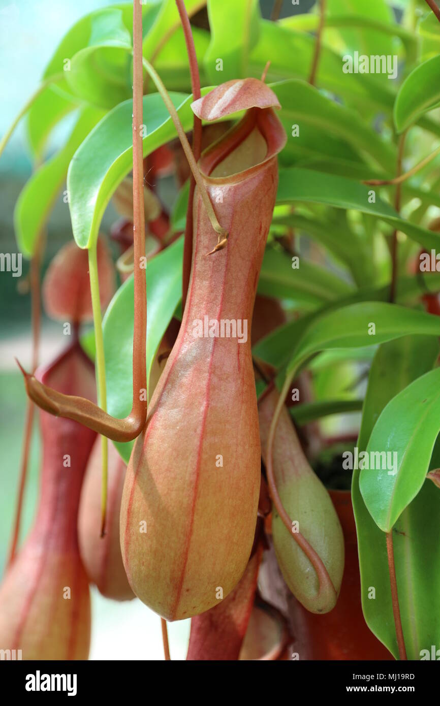 Nepenthes - Tropical pitcher plants Stock Photo - Alamy