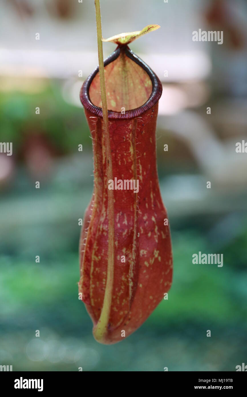 Nepenthes - Tropical pitcher plants Stock Photo - Alamy