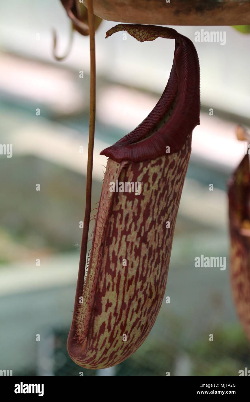 Nepenthes - Tropical pitcher plants Stock Photo - Alamy