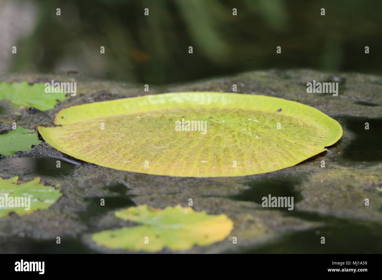 Floating big leaves Stock Photo - Alamy