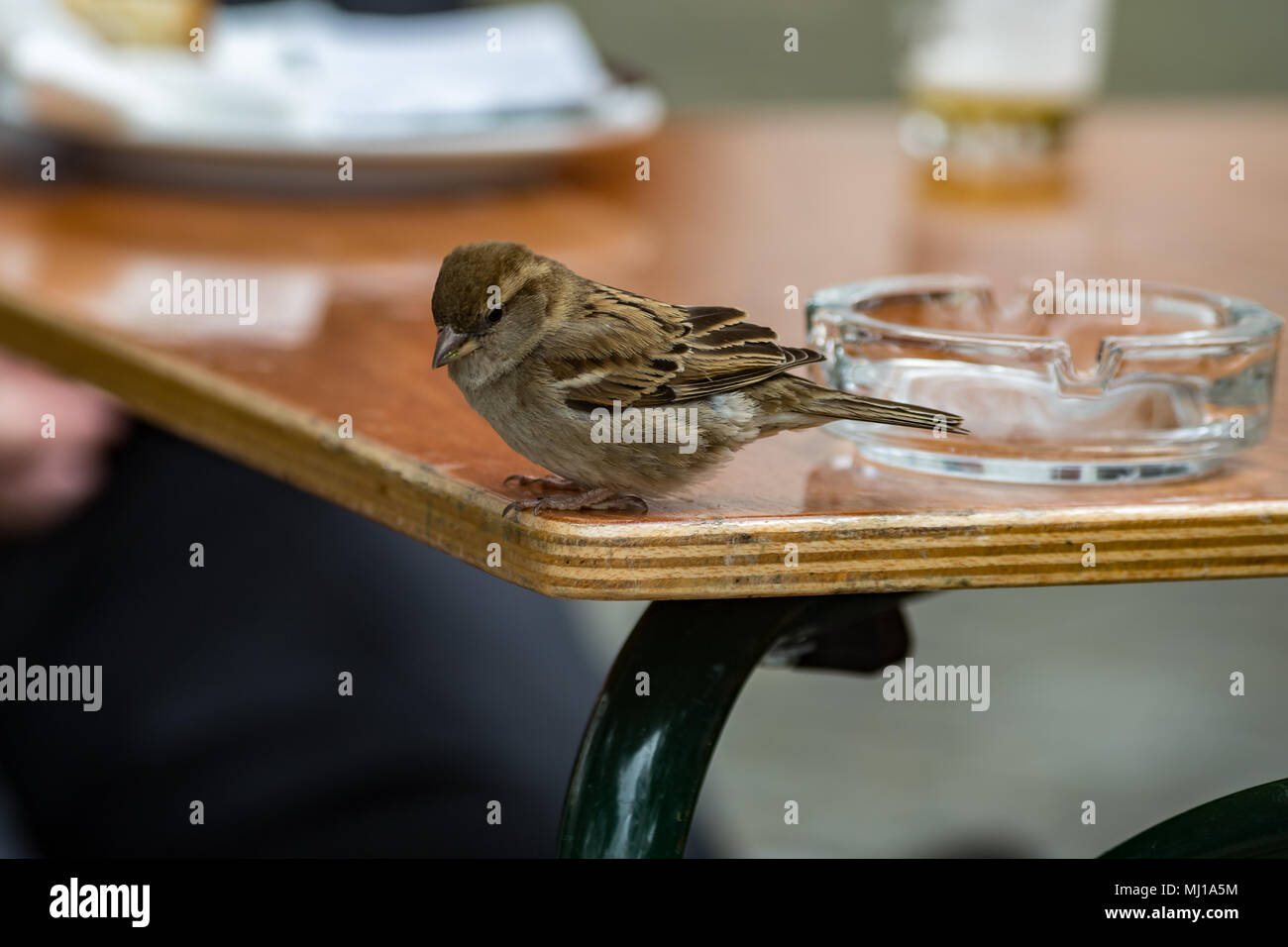 Sparrow Bird Chair High Resolution Stock Photography and Images - Alamy