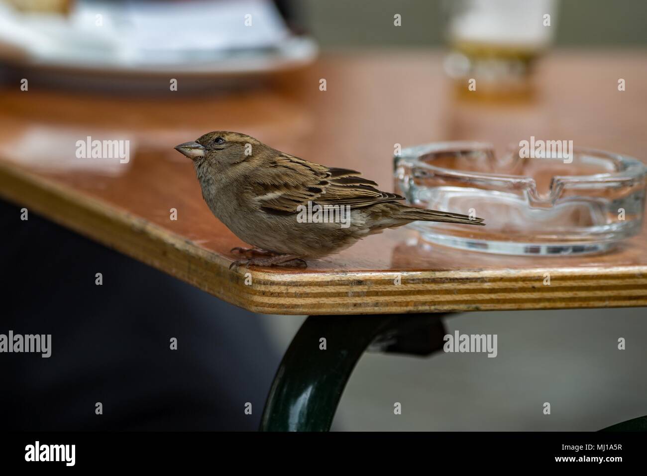 Sparrow Bird Chair High Resolution Stock Photography and Images - Alamy