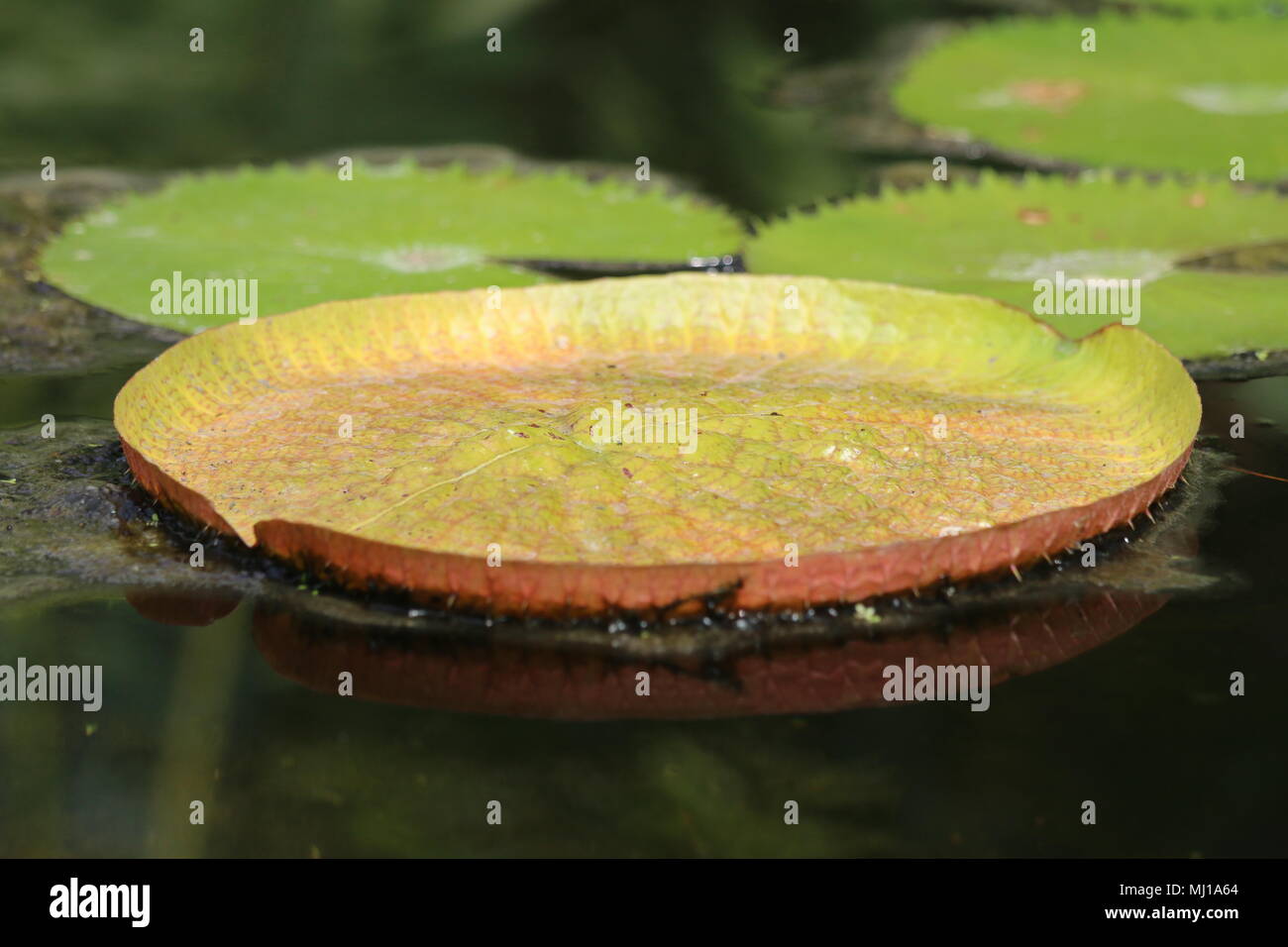 Big leaves hi-res stock photography and images - Alamy
