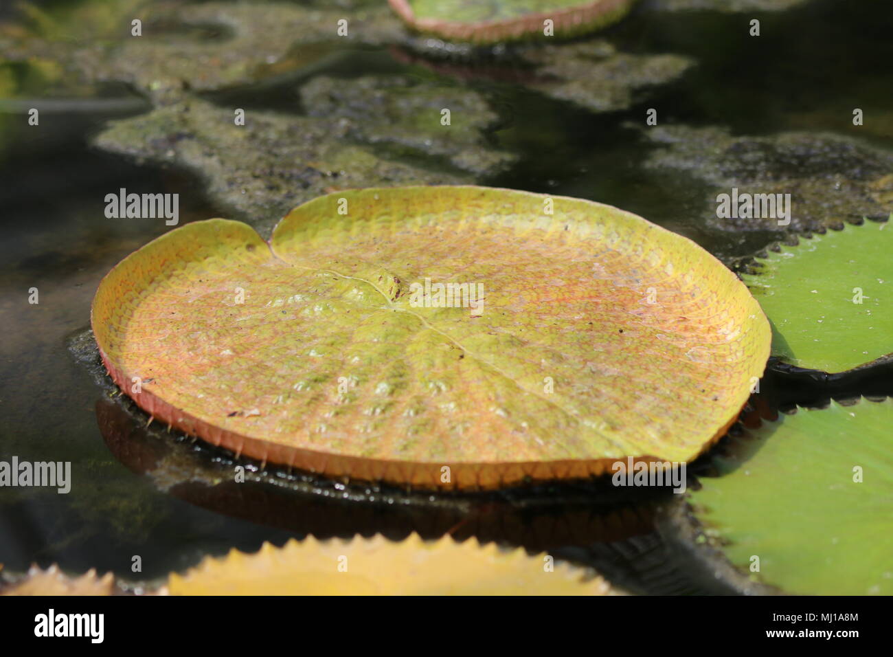 Floating big leaves Stock Photo - Alamy
