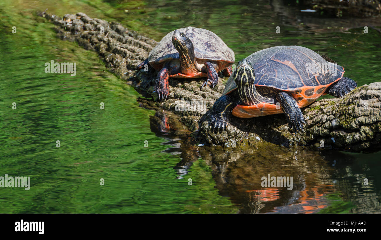Bumps on a log hi-res stock photography and images - Alamy