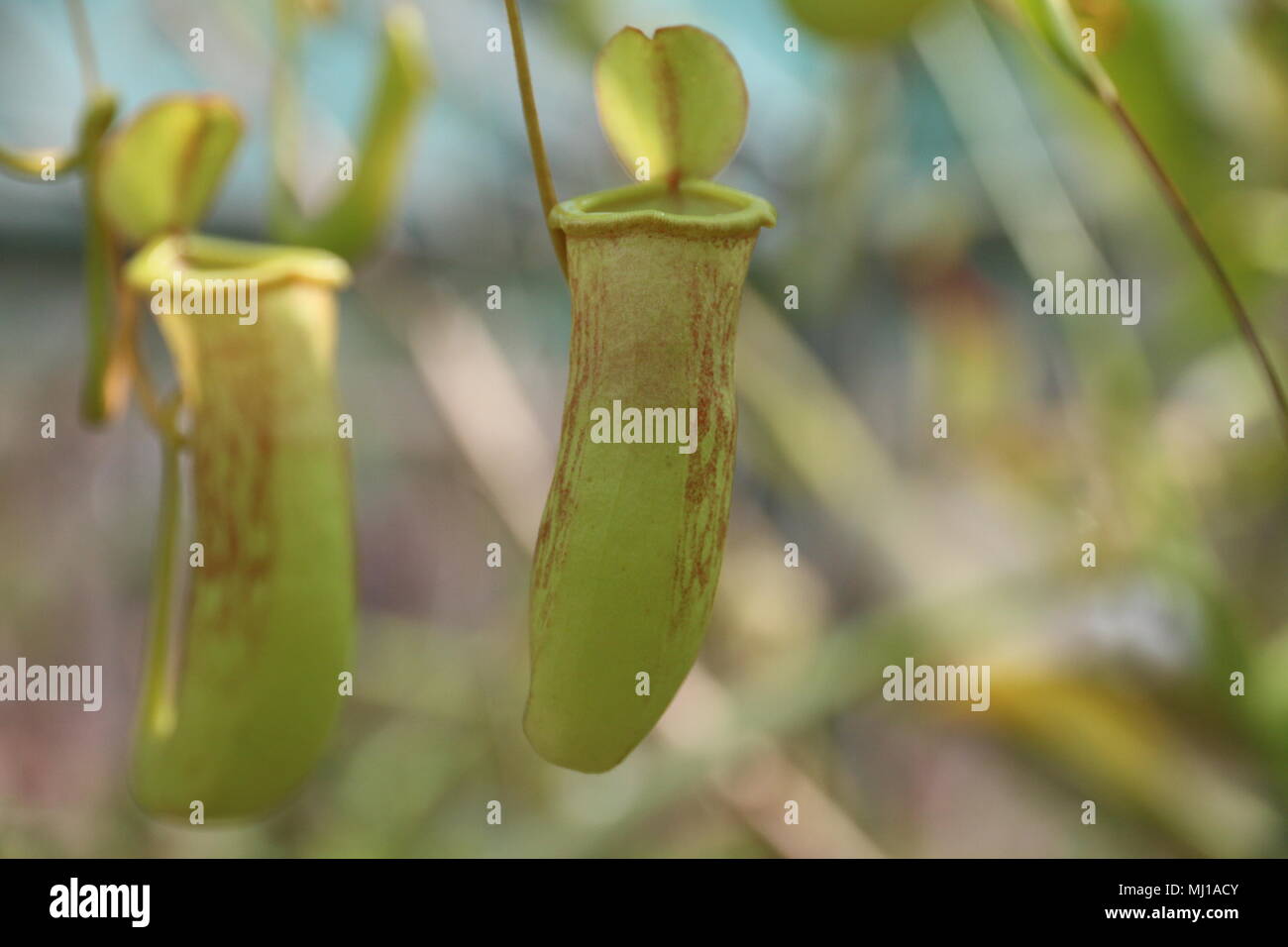Nepenthes - Tropical pitcher plants Stock Photo - Alamy