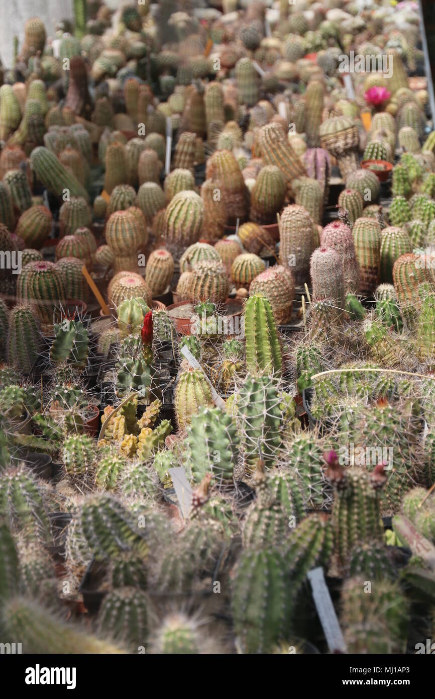 Beautiful tropical cactus Stock Photo - Alamy