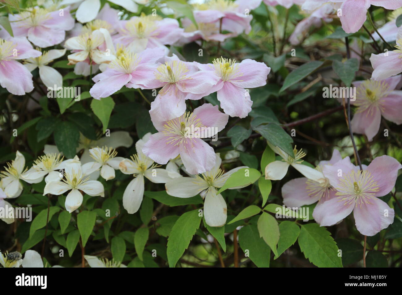 Beautiful small pink flowers Stock Photo - Alamy