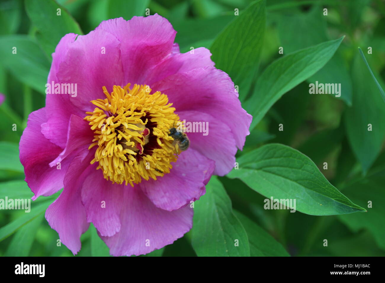 Beautiful tropical purple flowers Stock Photo - Alamy