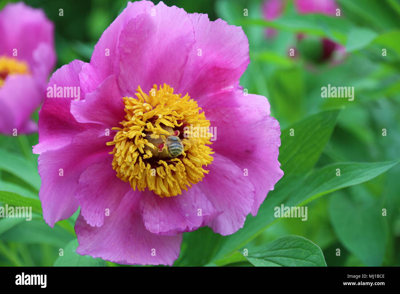 Tropical purple flowers hi-res stock photography and images - Alamy