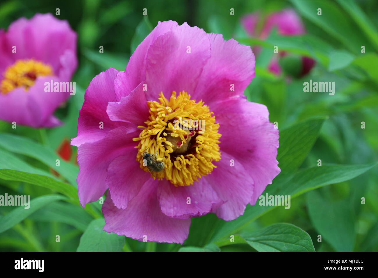 Beautiful tropical purple flowers Stock Photo - Alamy
