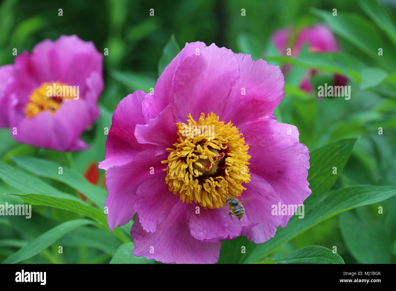 Purple tropical flower hi-res stock photography and images - Alamy